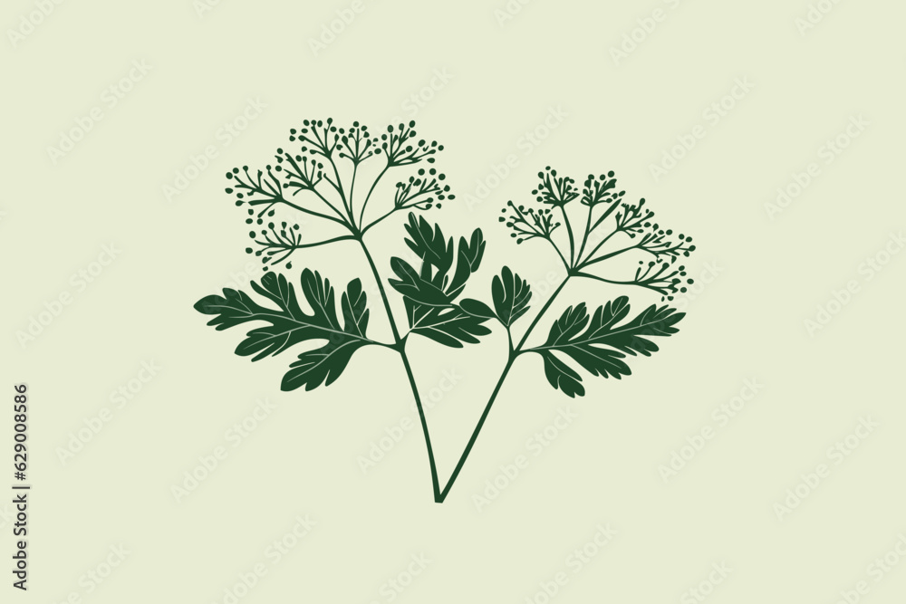 Doodle inspired Sweet cicely, cartoon sticker, sketch, vector ...