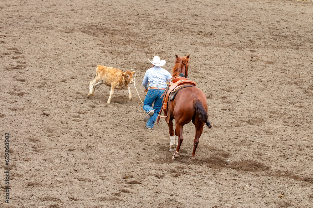 A cowboy is racing to calf he lassoed in a Tie-down Roping competition ...