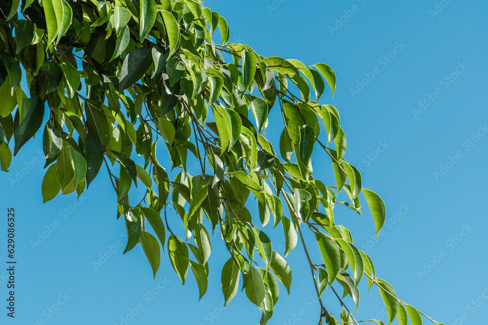Ficus benjamina, weeping fig, benjamin fig or ficus tree, is a species ...