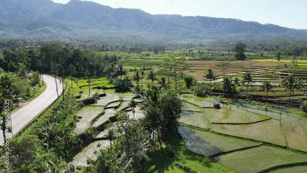 Rice Field Aerial Shot in Purwokerto, Indonesia. Beautiful 4K aerial ...