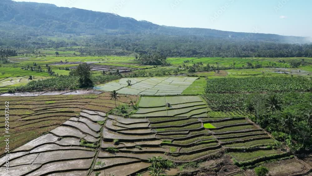 Rice Field Aerial Shot in Purwokerto, Indonesia. Beautiful 4K aerial ...