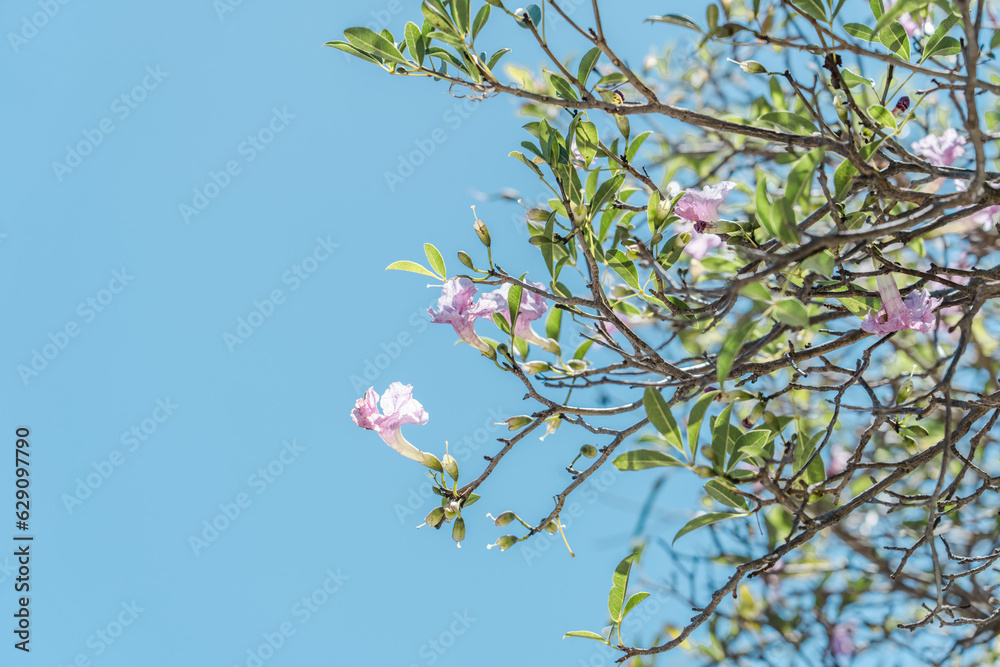 Tabebuia heterophylla, Roble blanco, pink manjack, pink trumpet tree ...