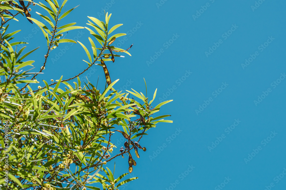 Acacia confusa is a perennial tree native to South-East Asia. acacia ...