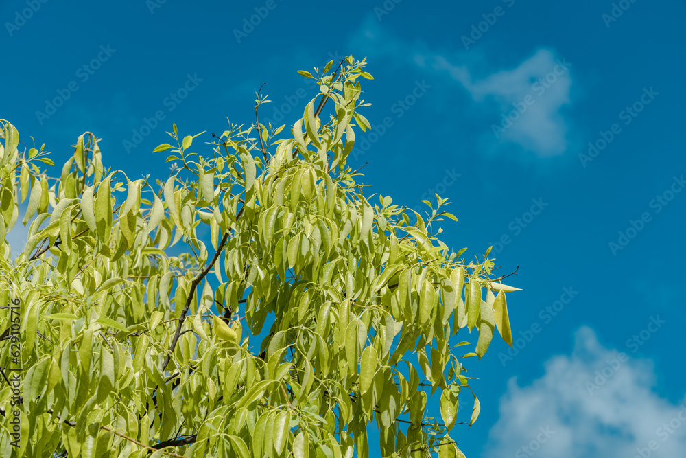 Santalum album, or Indian sandalwood, is a small tropical tree, and the ...