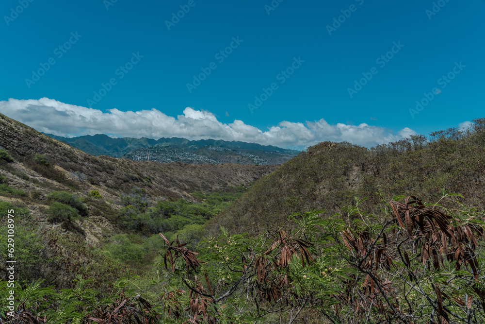 Leucaena leucocephala is a small fast-growing mimosoid tree,jumbay ...