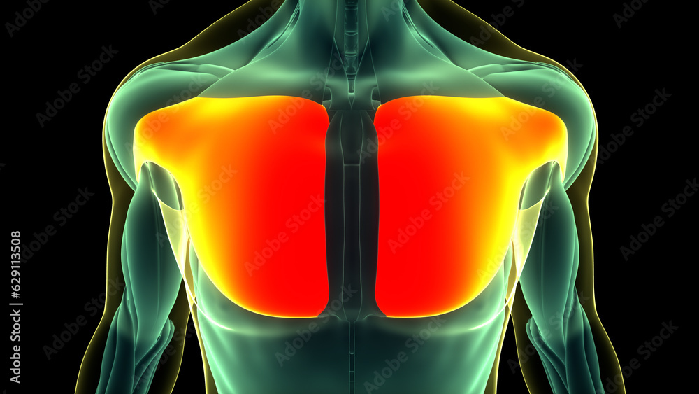 Human Muscular System Torso Muscles Pectoral Muscles Anatomy Stock ...