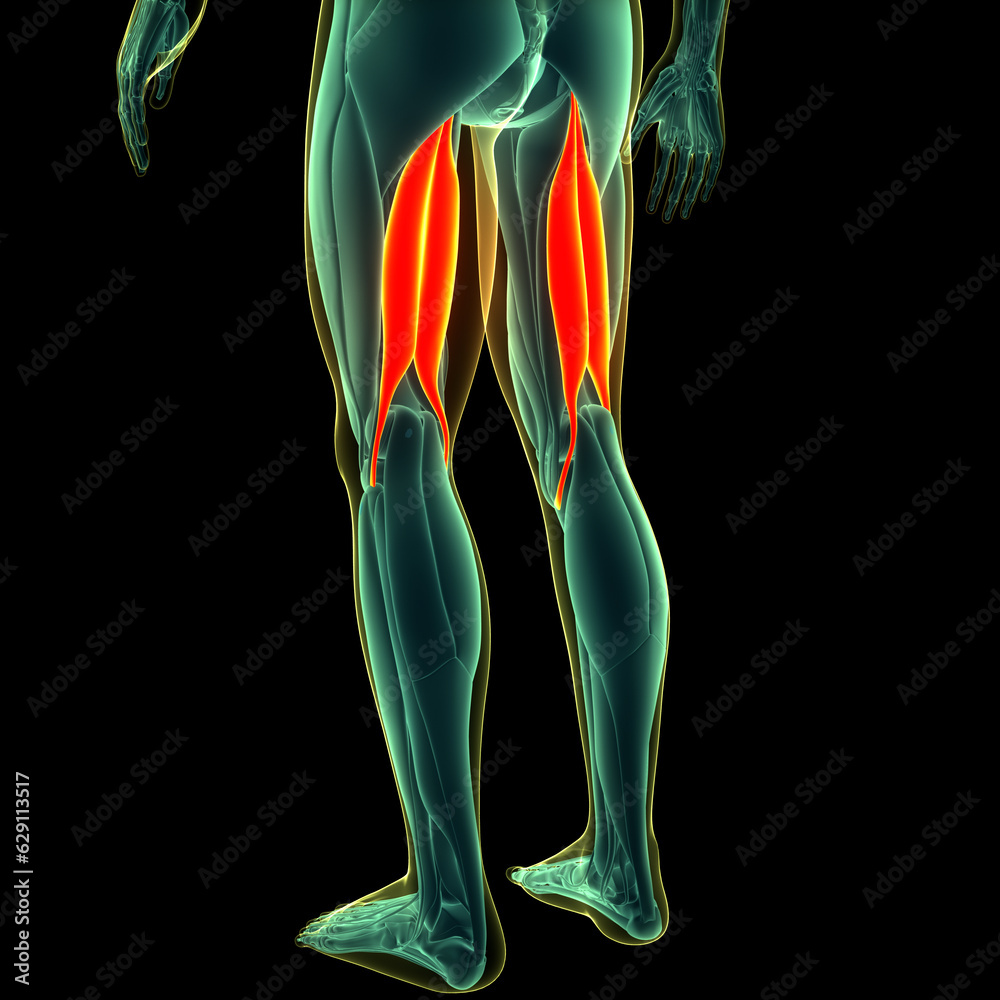 Human Muscular System Leg Muscles Biceps Femoris Long Head Muscles ...