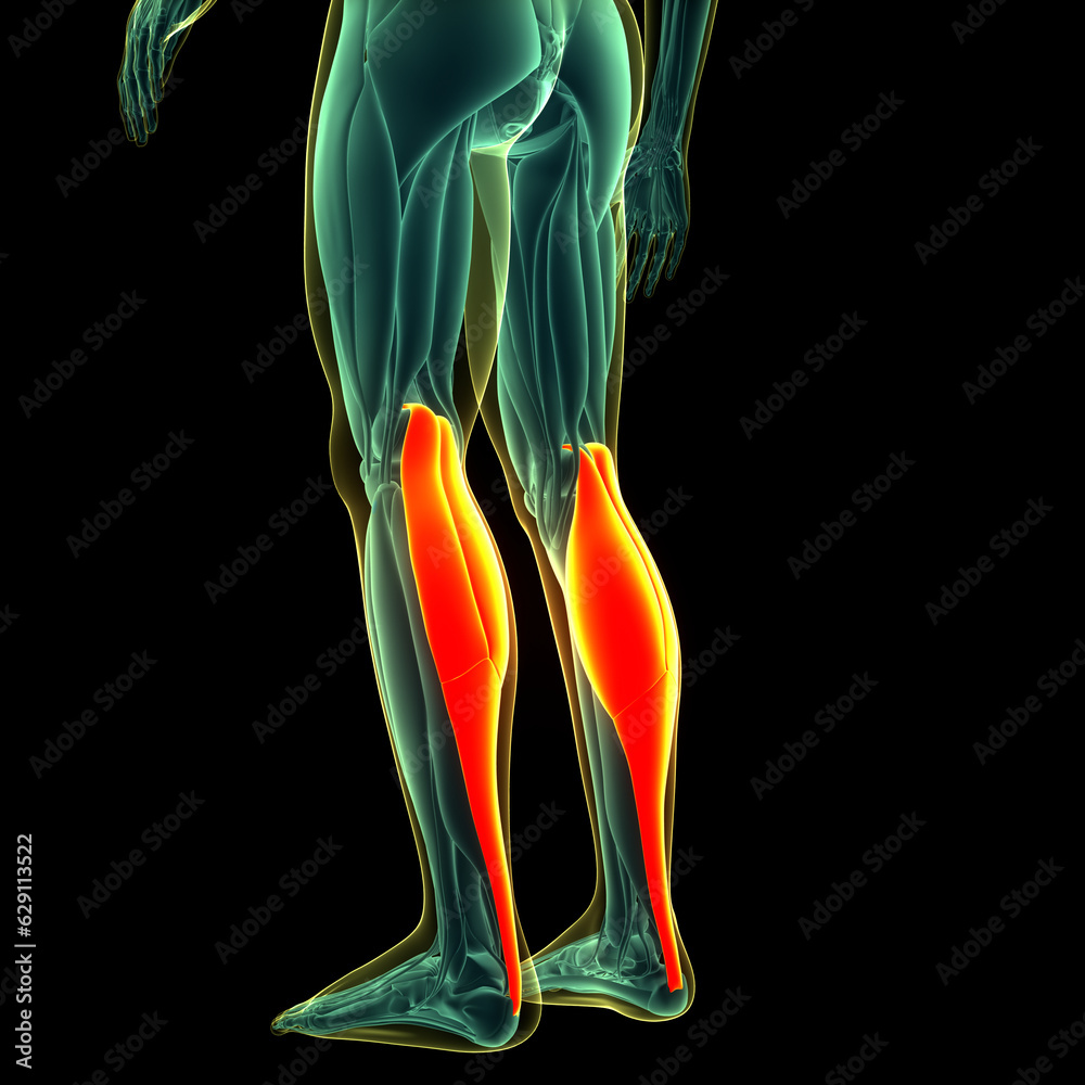 Human Muscular System Leg Muscles Gastrocnemius Muscles Anatomy Stock ...