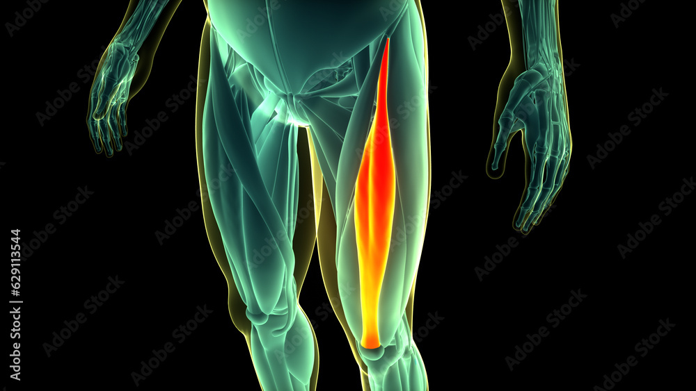 Human Muscular System Leg Muscles Rectus Femoris Muscles Anatomy Stock ...