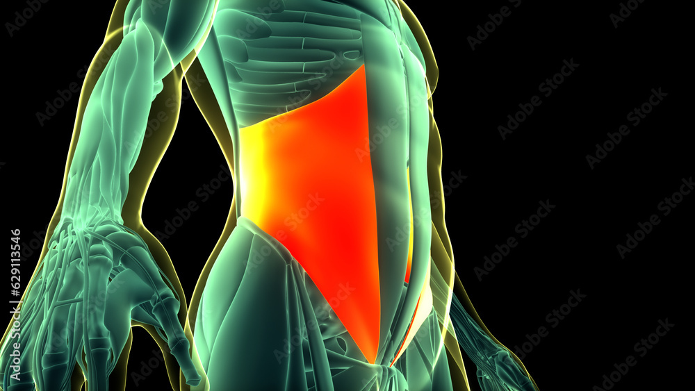 Human Muscular System Torso Muscles Internal Oblique Muscles Anatomy ...