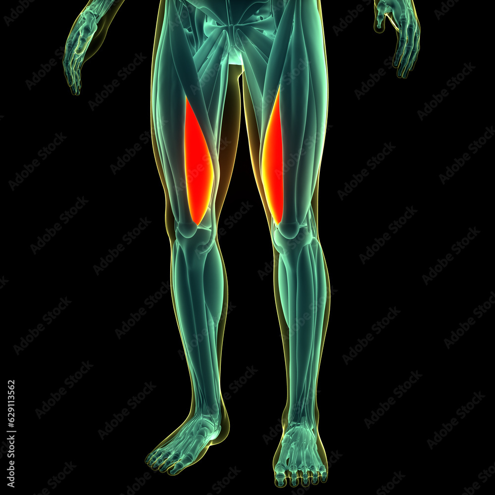 Human Muscular System Leg Muscles Vastus Medialis Muscles Anatomy Stock ...