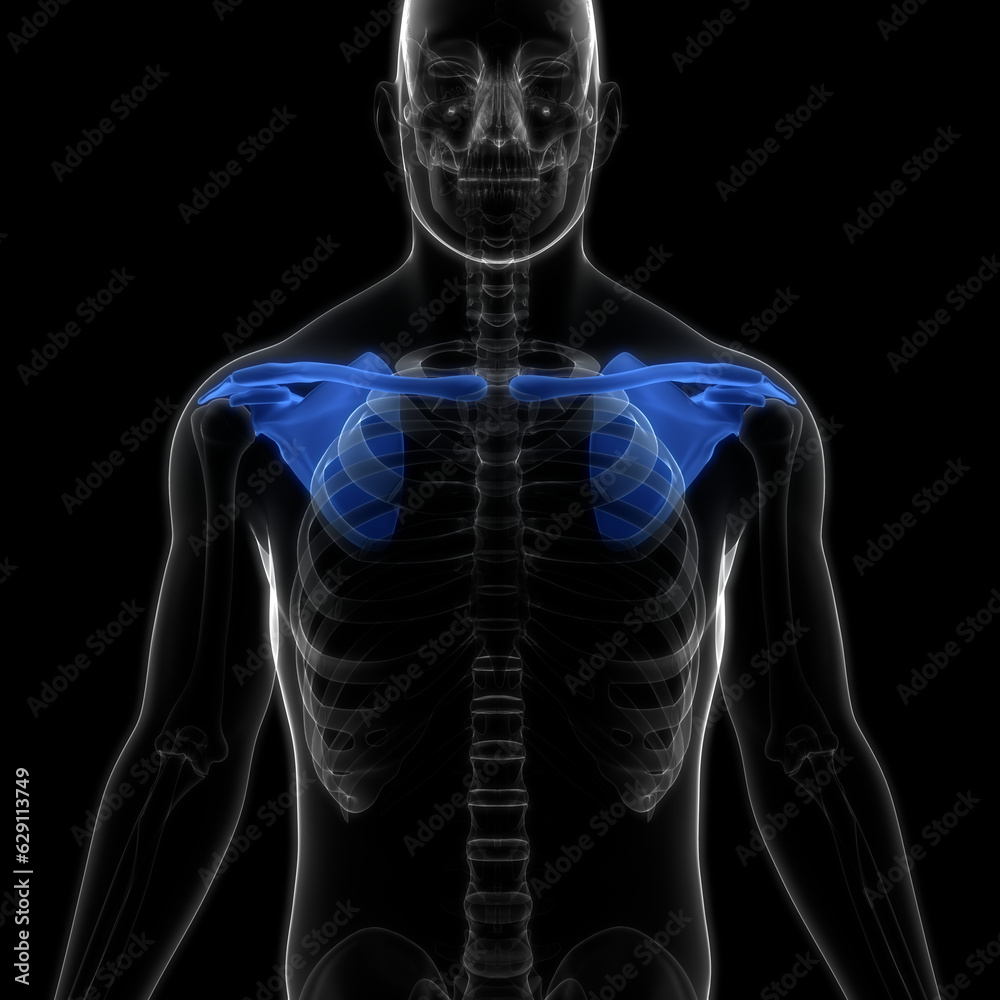 Human Skeleton System Pectoral Girdle Bone Joints Anatomy Stock ...