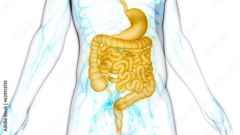 Human Digestive System Anatomy Stock Illustration | Adobe Stock