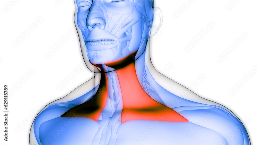 Human Body Muscular System Head Muscles Platysma Muscle Anatomy Stock ...