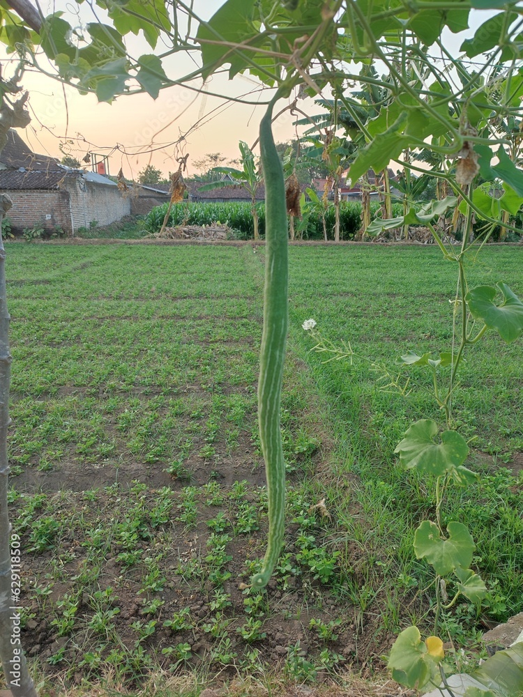 Eel pare ( Trichosanthes cucumerina) or also known as peria eel is an ...
