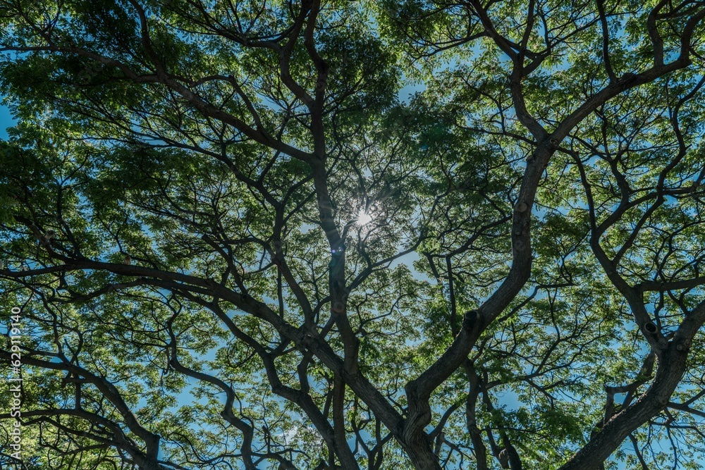 Samanea saman is a species of flowering tree in the pea family ...