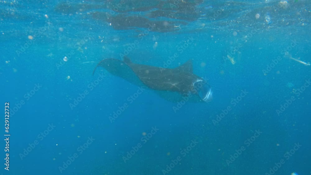 Manta stingray floats ocean eating plankton surrounded by plastic in ...