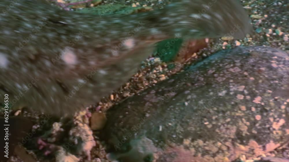 Flounder, master of camouflage among flat deep-sea fish, on underwater ...