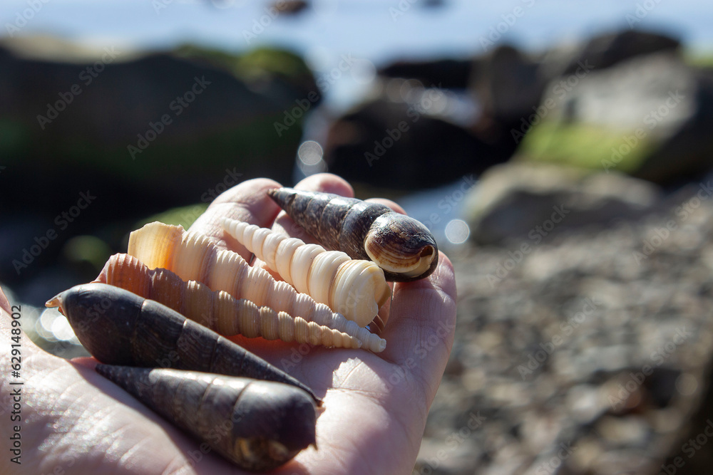Turritella terebra and Faunus ater (devil's thorn). Sea snails, mix, on ...
