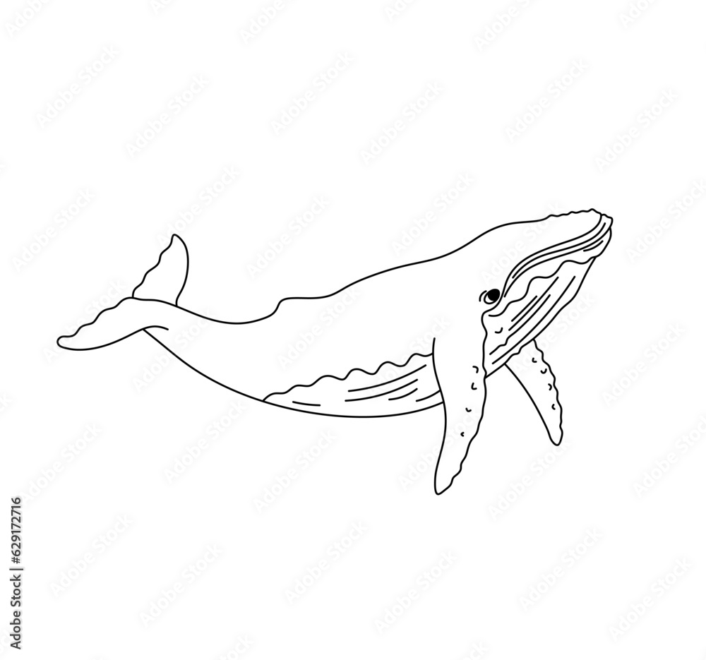 Vector isolated one single swimming floating whale side view colorless ...