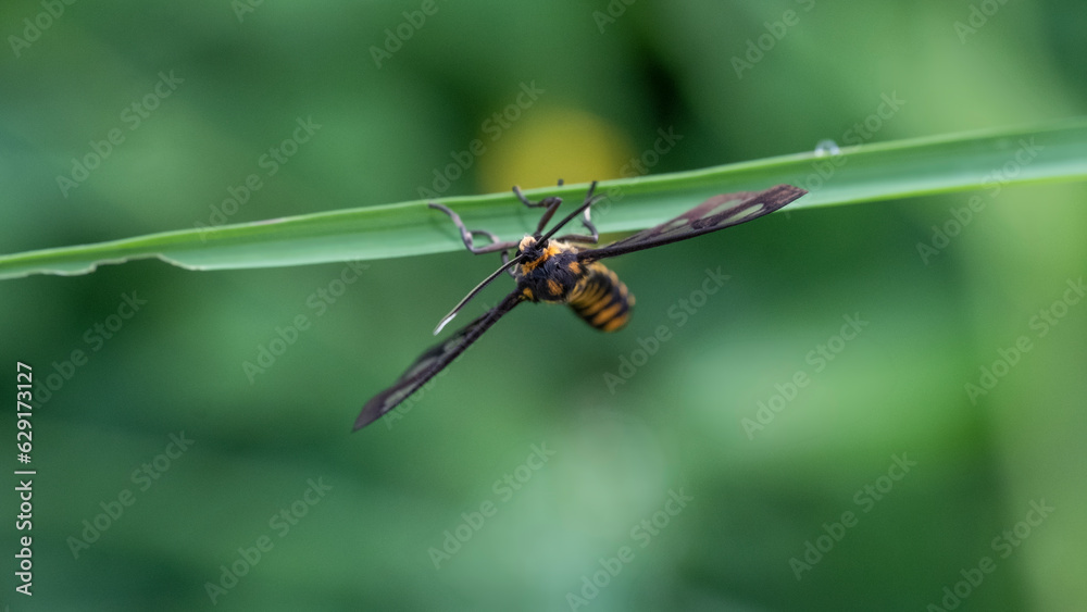 Horama panthalon wasp is a moth from the sub family Arctiidae. It has ...