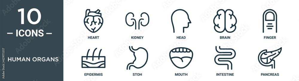 human organs outline icon set includes thin line heart, kidney, head ...