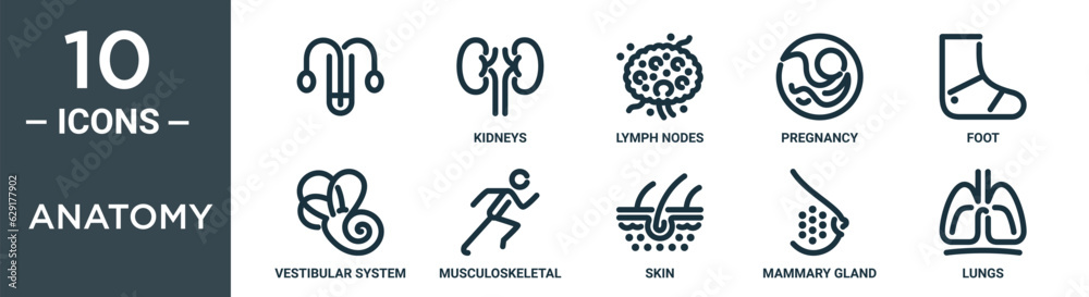 anatomy outline icon set includes thin line , kidneys, lymph nodes ...