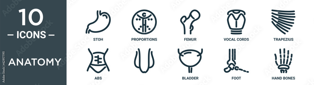 anatomy outline icon set includes thin line stoh, proportions, femur ...