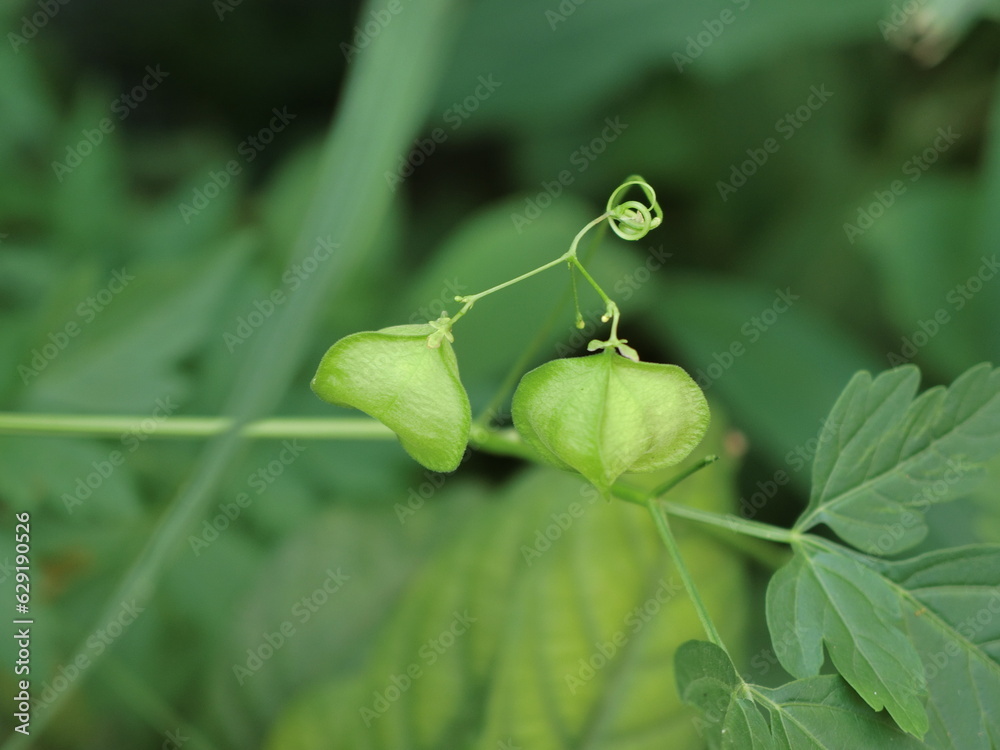 Foto de Cardiospermum halicacabum known as the lesser balloon vine ...