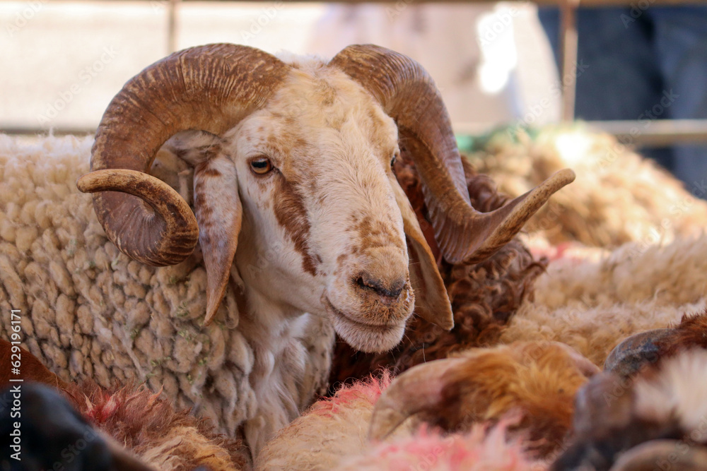 An Arab sheep standing in a sheepfold (Qurban in Eid al-Adha mubarak ...