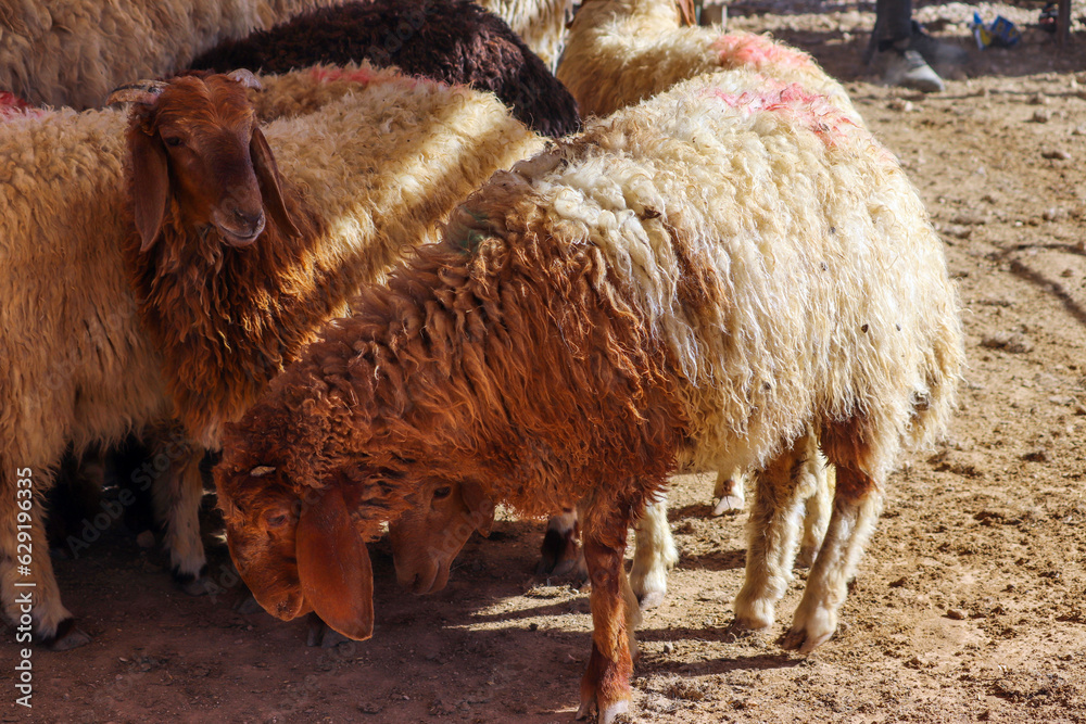 An Arab sheep standing in a sheepfold (Qurban in Eid al-Adha mubarak ...