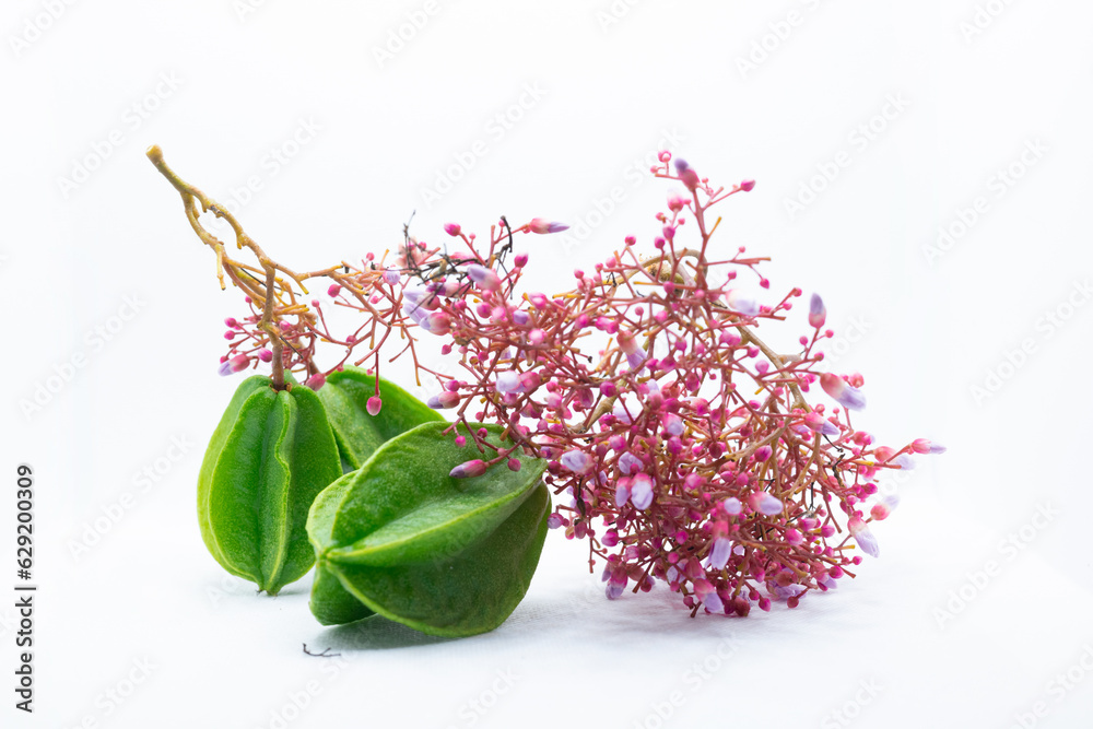 Star fruit along with its flowers isolated on white background, Fresh ...