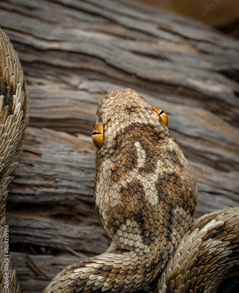 saw scaled viper one of the most venomous snake in UAE Stock Photo ...