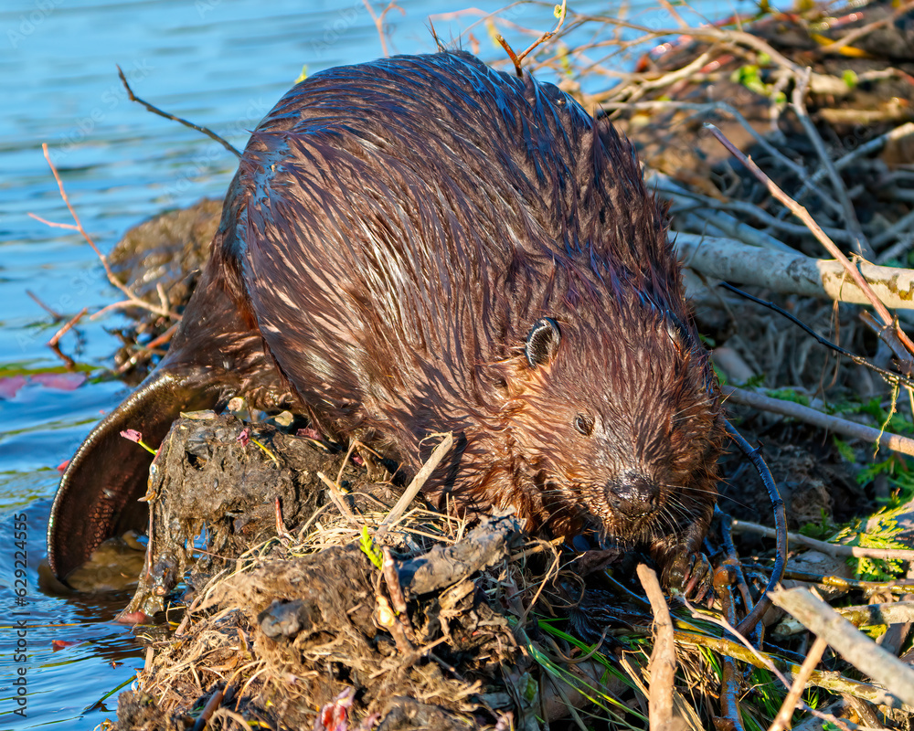 Beaver Photo and Image. Close-up front view building a beaver dam in a ...