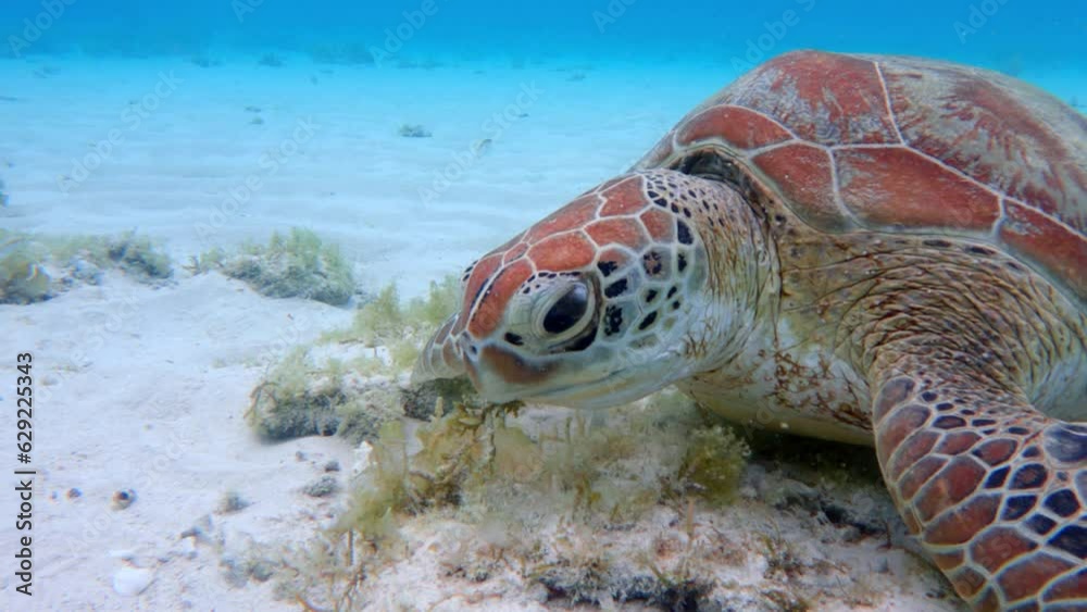 Close-up of a sea hawk turtle biting algae and eat on the sandy reef ...