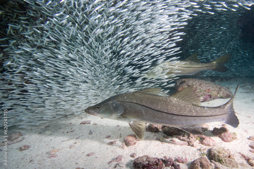 Foto de Snook, Centropomus undecimalis, feeding on a baitball, Florida ...