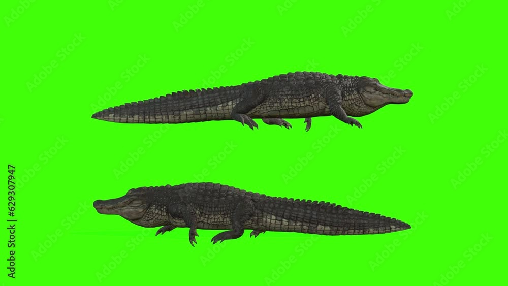 one 3d alligator running slowly walking cycle side view on the green ...