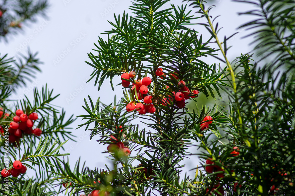 Taxus baccata European yew is conifer shrub with poisonous and bitter ...