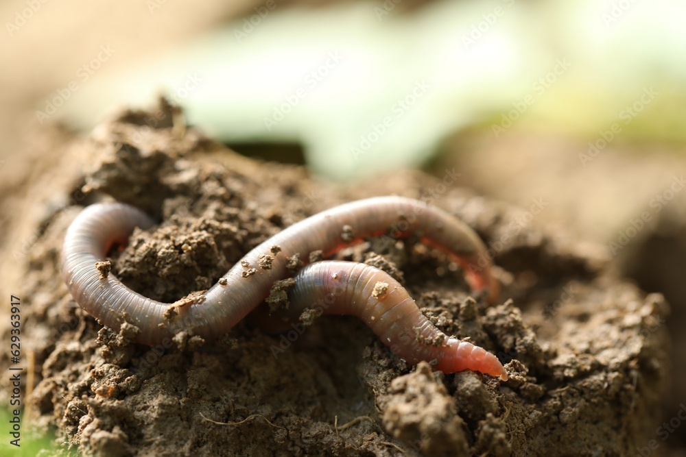One worm in wet soil, closeup. Terrestrial invertebrates Stock Photo ...