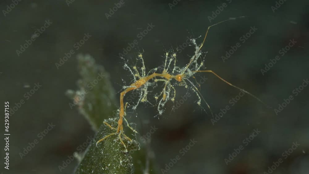 A yellow skeleton shrimp sits on a green algae leaf holding onto it ...