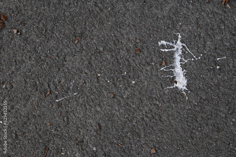 white bird droppings on gray asphalt background, abstract pavement ...
