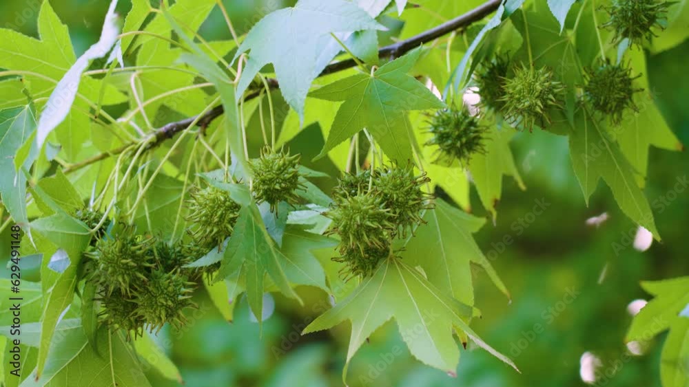 American sweetgum tree branch (Liquidambar styraciflua) with spiked ...