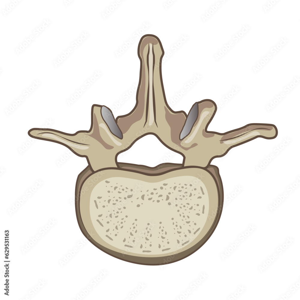 Anatomy of lumbar vertebrae. Vertebral column. Top view of Human spine ...