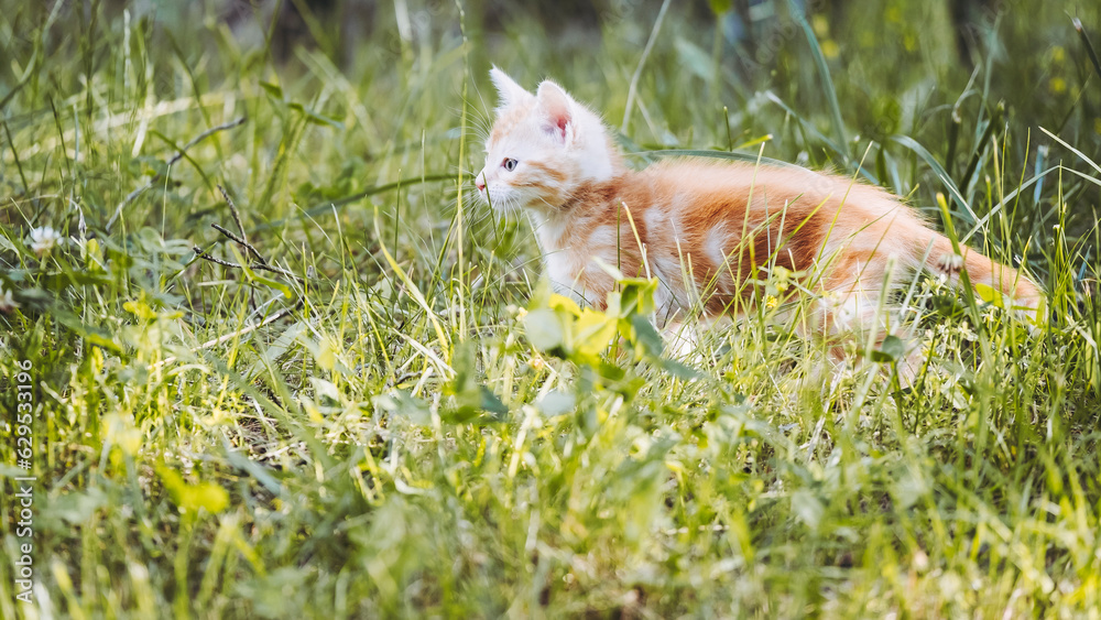 Portrait d'un mignon bébé chaton roux en train de jouer dans le jardin ...