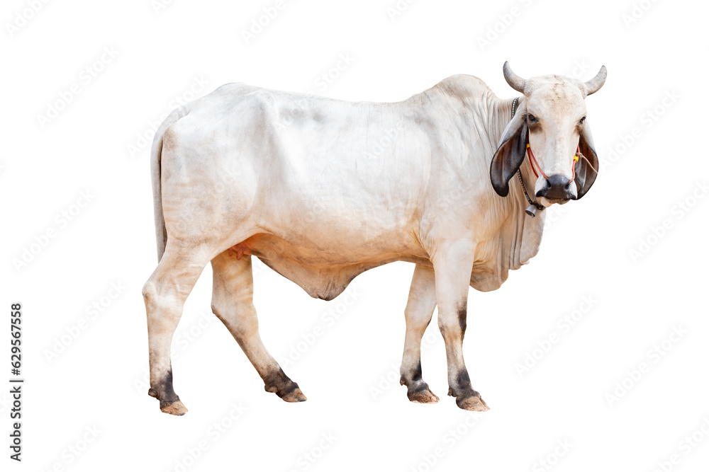 Full Body of White female cow standing and look straight ahead isolated ...