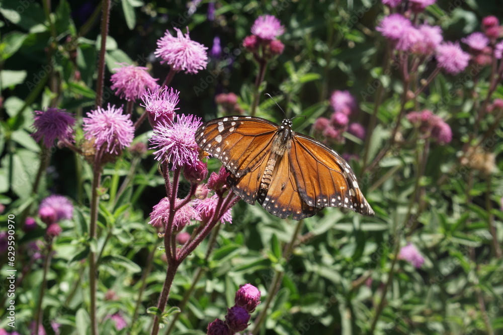 Fotka „Planta nativa "teyu caa" (mariposera rosa) y la visita de la ...