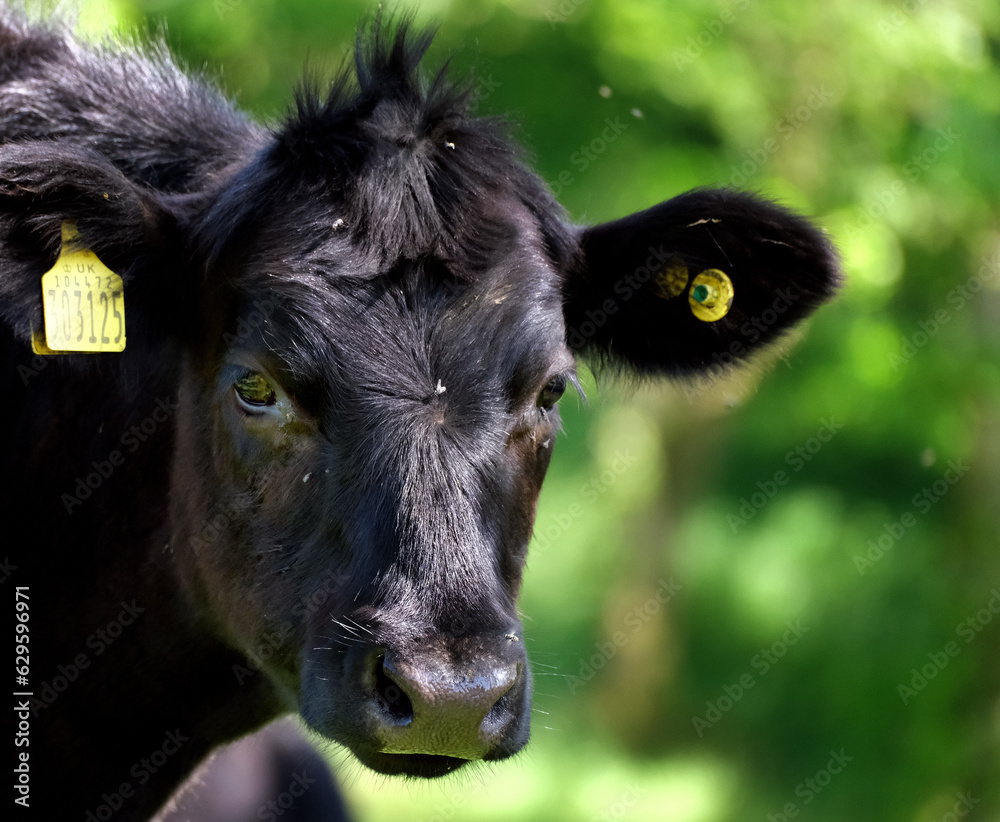 Cattle are large, domesticated, bovid ungulates. They are prominent ...