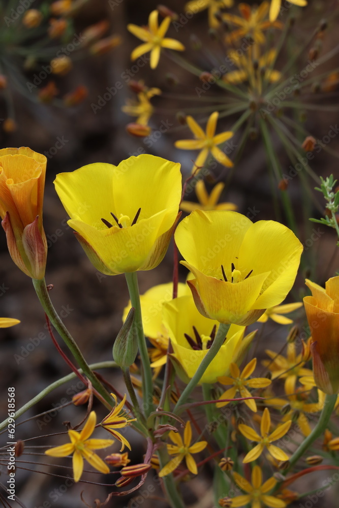 Clubhair Mariposa Lily, Calochortus Clavatus, a native perennial ...