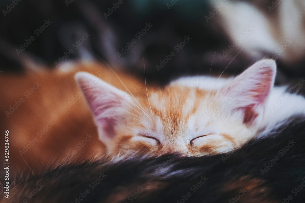 Mignon bébé chaton roux en train de dormir à la maison Stock Photo ...