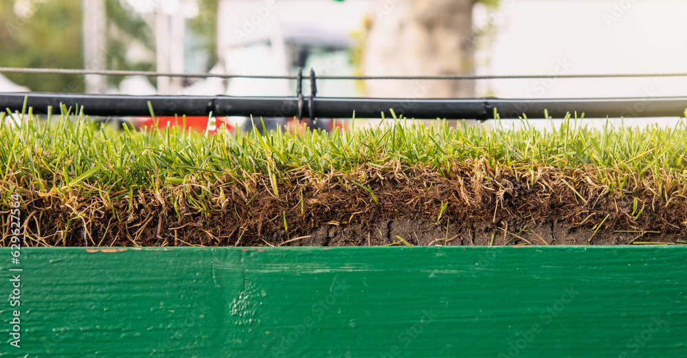 Lawn production, cross section of soil and grass growing on it close-up ...
